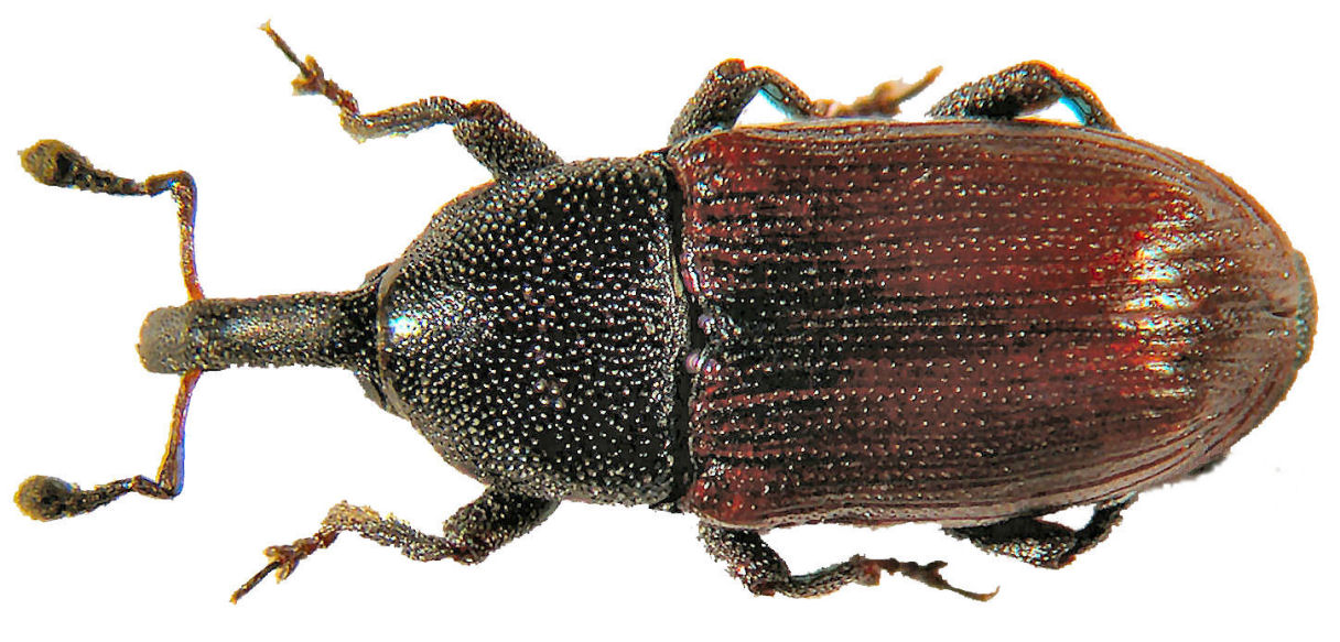 Baris (Baris) rufa (Insecta, Coleoptera, Curculionidae) - www.galerie ...
