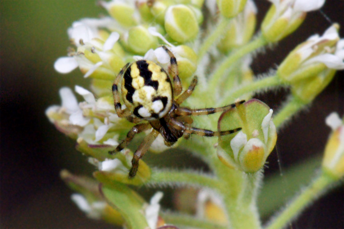Réf. 45537 — ARACHNIDA > Araneae > Araneidae > Neoscona adianta - www ...