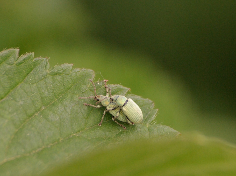 Réf. 45074 — INSECTA > Coleoptera > Curculionidae > Phyllobius sp ...