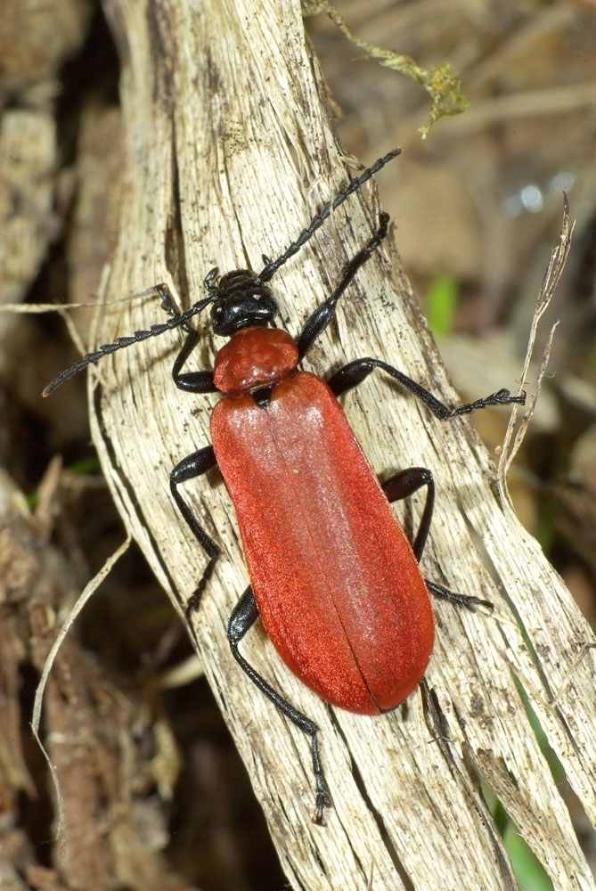 Pyrochroa coccinea (Insecta, Coleoptera, Pyrochroidae) - www.galerie ...
