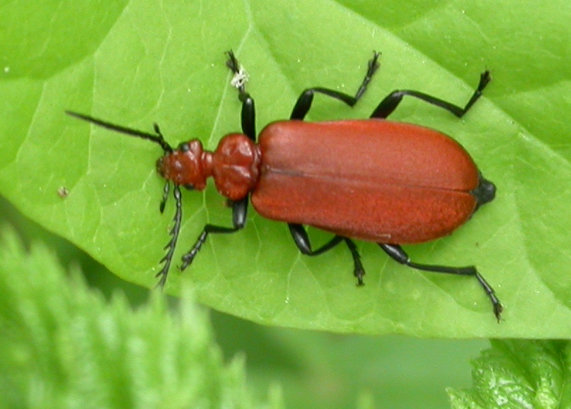 Réf. 45047 — INSECTA > Coleoptera > Pyrochroidae > Pyrochroa ...