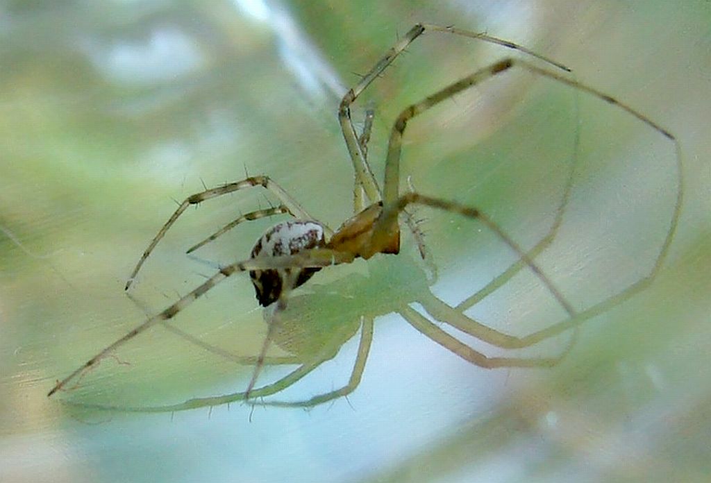 Réf. 46386 — ARACHNIDA > Araneae > Linyphiidae > Linyphia triangularis ...