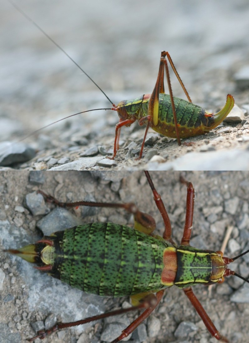 Réf. 46611 — INSECTA > Orthoptera > Phaneropteridae > Barbitistes ...