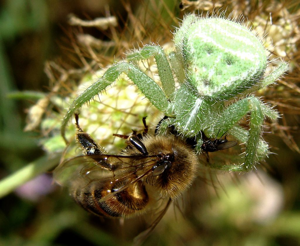Réf. 46624 — ARACHNIDA > Araneae > Thomisidae > Heriaeus hirtus - www ...