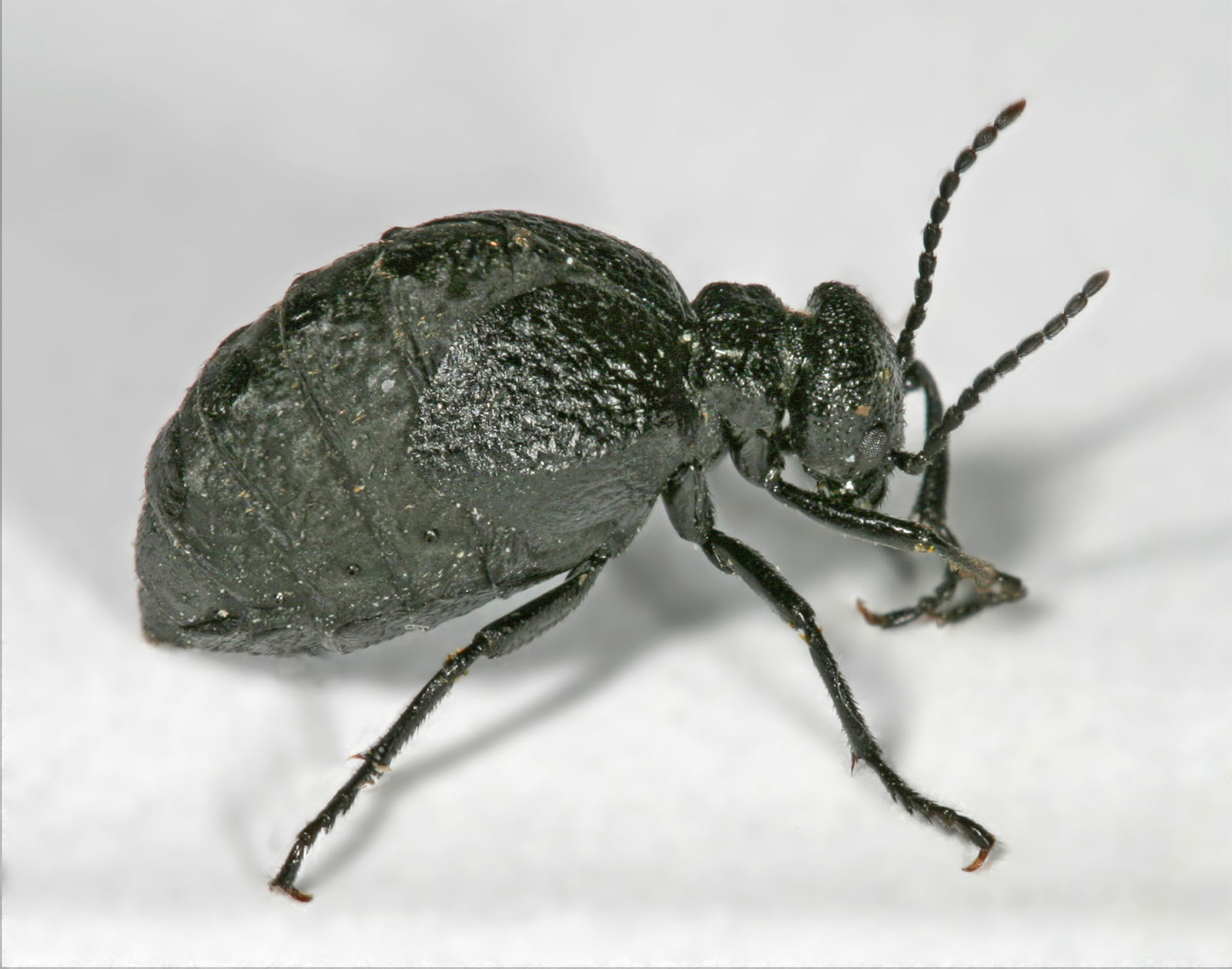 Réf. 46985 — INSECTA > Coleoptera > Meloidae > Meloe (Eurymeloe ...