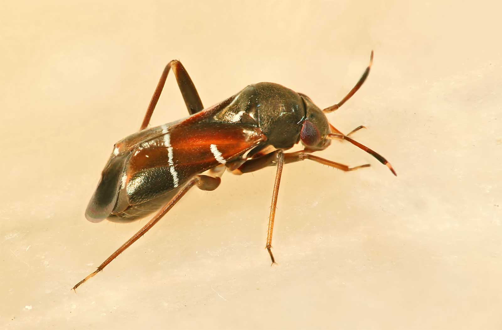 Réf. 46269 — INSECTA > Heteroptera > Miridae > Pilophorus perplexus ...