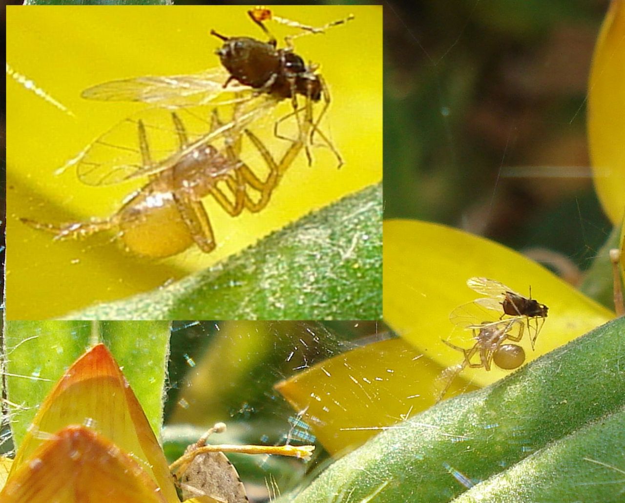 Réf. 46073 — ARACHNIDA > Araneae > Inconnu > Inconnu inconnu - www ...