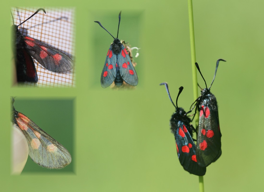Réf. 46218 — INSECTA > Lepidoptera > Zygaenidae > Zygaena (Zygaena ...