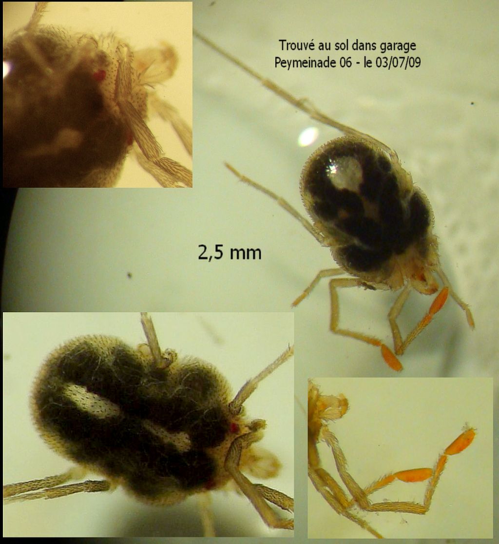 Réf. 47078 — ARACHNIDA > Prostigmata > Erythraeidae > Erythraeus sp ...