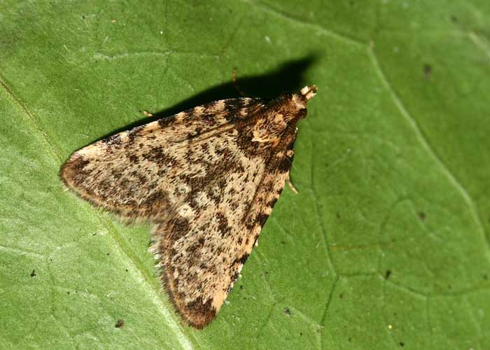 Réf. 47269 — INSECTA > Lepidoptera > Pyralidae > Aglossa brabanti - www ...
