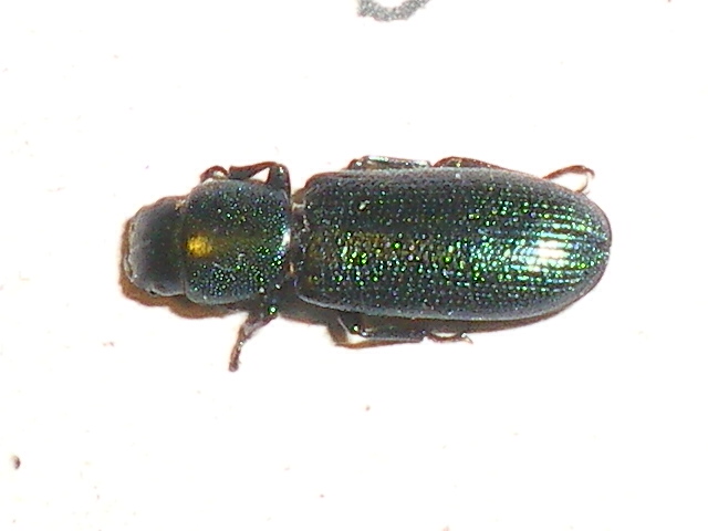 Réf. 47145 — INSECTA > Coleoptera > Trogossitidae > Temnoscheila ...