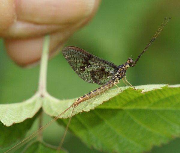 Réf. 47314 — INSECTA > Ephemeroptera > Ephemeridae > Ephemera vulgata ...