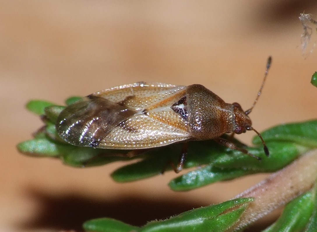 Réf. 47737 — INSECTA > Heteroptera > Cymidae > Cymus aurescens - www ...