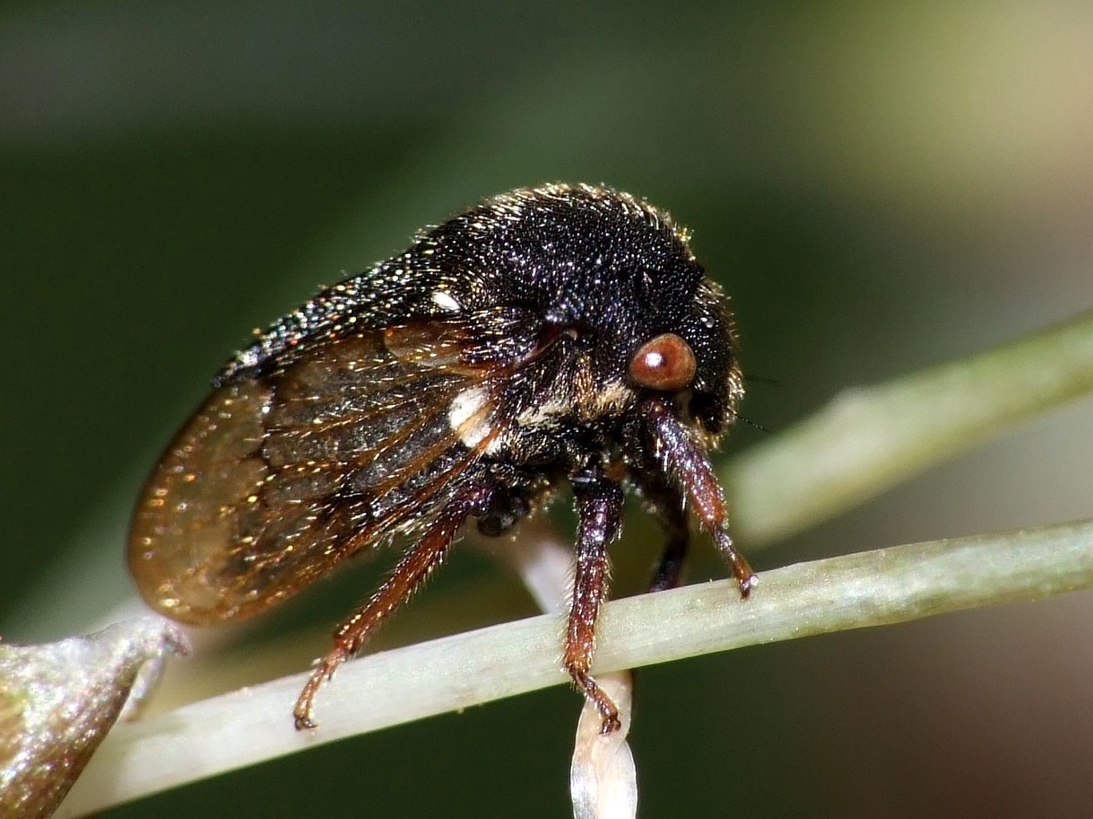 Réf. 47920 — INSECTA > Homoptera > Membracidae > Gargara genistae - www ...