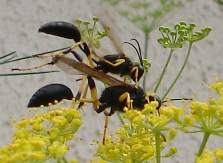 Réf. 47766 — INSECTA > Hymenoptera > Sphecidae > Sceliphron ...