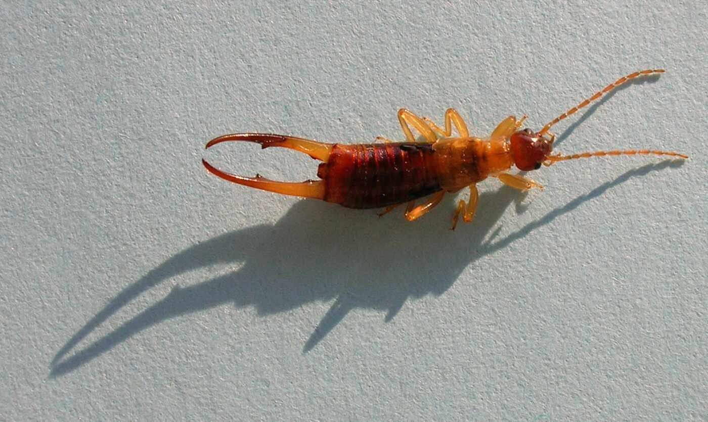 Réf. 48265 — INSECTA > Dermaptera > Forficulidae > Apterygida media ...