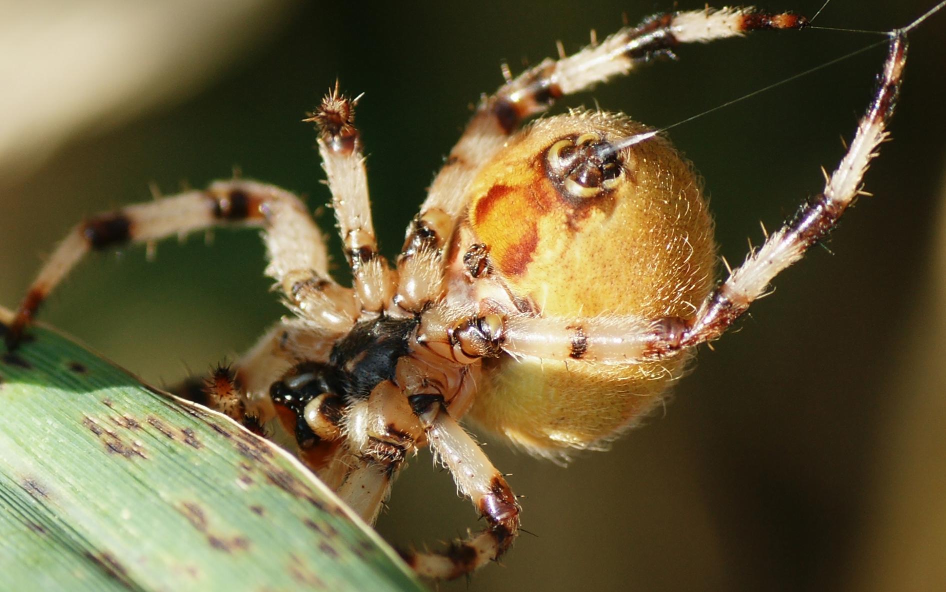 Réf. 49450 — ARACHNIDA > Araneae > Araneidae > Araneus sp. - www ...