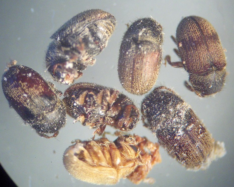 Réf. 49101 — INSECTA > Coleoptera > Curculionidae > Phloeotribus ...