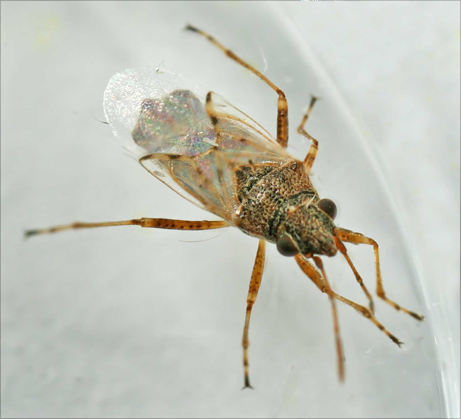 Réf. 49652 — INSECTA > Heteroptera > Lygaeidae > Nysius cymoides - www ...