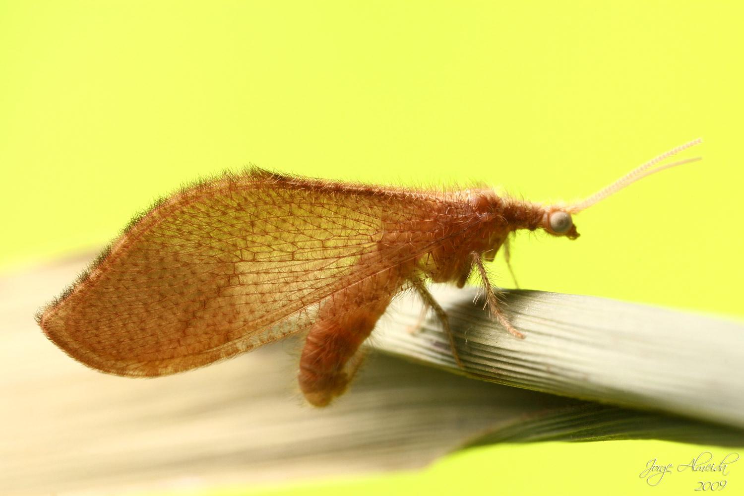 Réf. 49975 — INSECTA > Neuroptera > Berothidae > Isoscelipteron ...