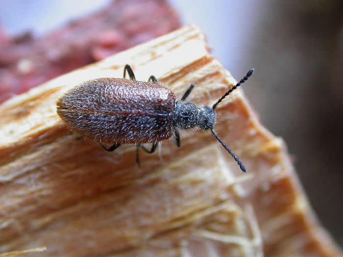 Lagria (Lagria) grenieri (Insecta, Coleoptera, Tenebrionidae) - www ...