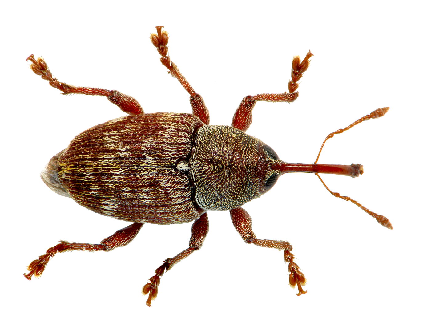 Curculio (Curculio) rubidus (Insecta, Coleoptera, Curculionidae) - www ...