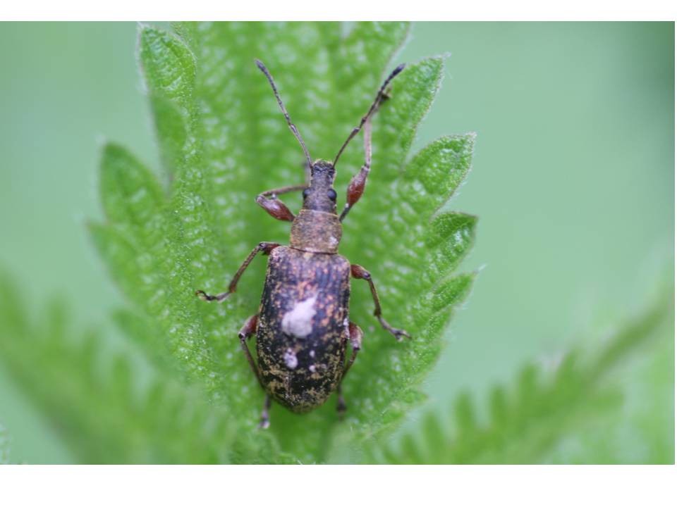 Réf. 49725 — INSECTA > Coleoptera > Curculionidae > Phyllobius sp ...