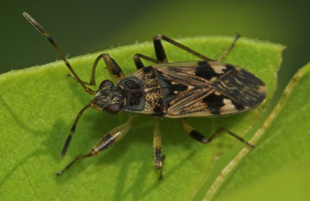 Réf. 5153 — INSECTA > Heteroptera > Rhyparochromidae > Beosus maritimus ...