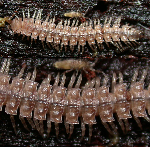 Réf. 5797 — DIPLOPODA > Polydesmida > Polydesmidae > Polydesmus sp ...