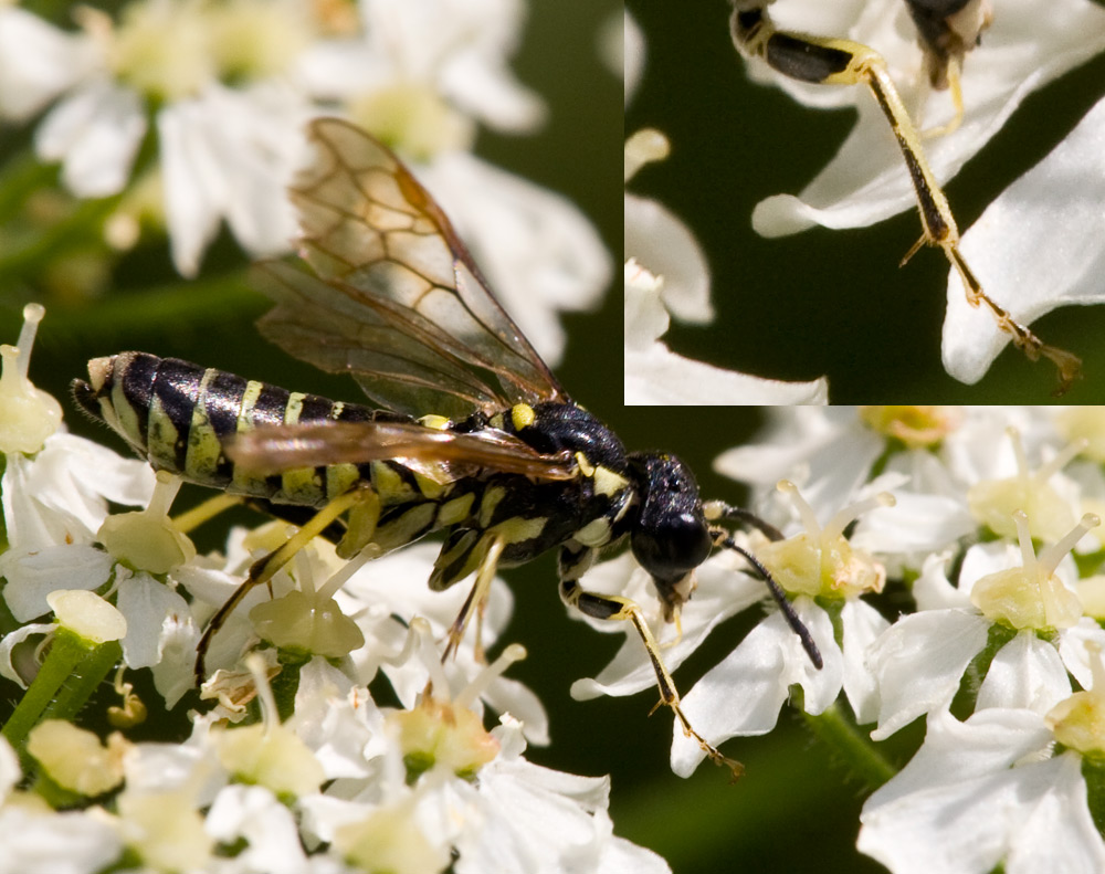 Réf. 50678 — INSECTA > Hymenoptera > Tenthredinidae > Tenthredo ...