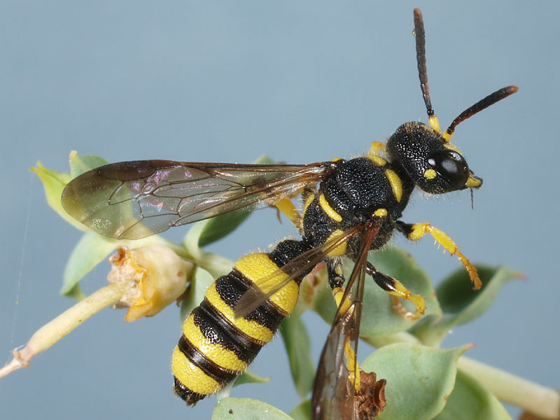 Réf. 50521 — INSECTA > Hymenoptera > Philanthidae > Cerceris ...