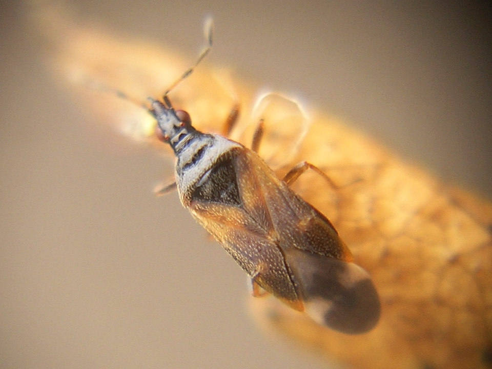 Réf. 50421 — INSECTA > Heteroptera > Anthocoridae > Anthocoris confusus - www.galerie-insecte.org