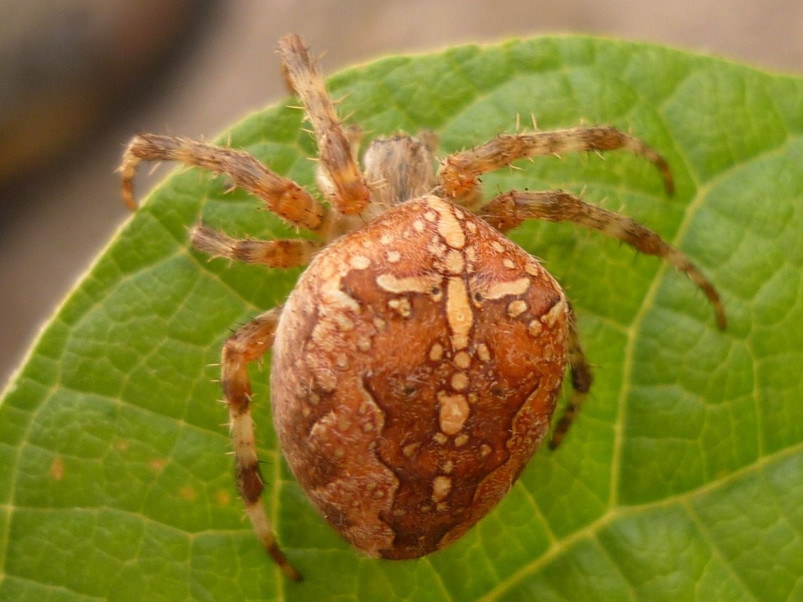 Réf. 50973 — ARACHNIDA > Araneae > Araneidae > Araneus diadematus - www ...