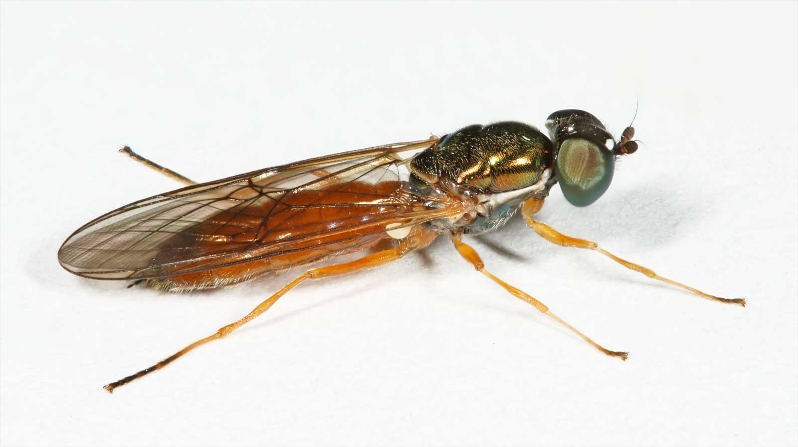 Réf. 50425 — INSECTA > Diptera > Stratiomyidae > Sargus bipunctatus ...