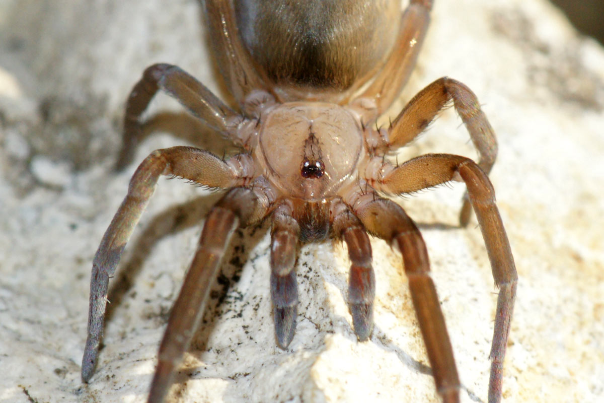 Réf. 51233 — ARACHNIDA > Araneae > Filistatidae > Filistata insidiatrix ...