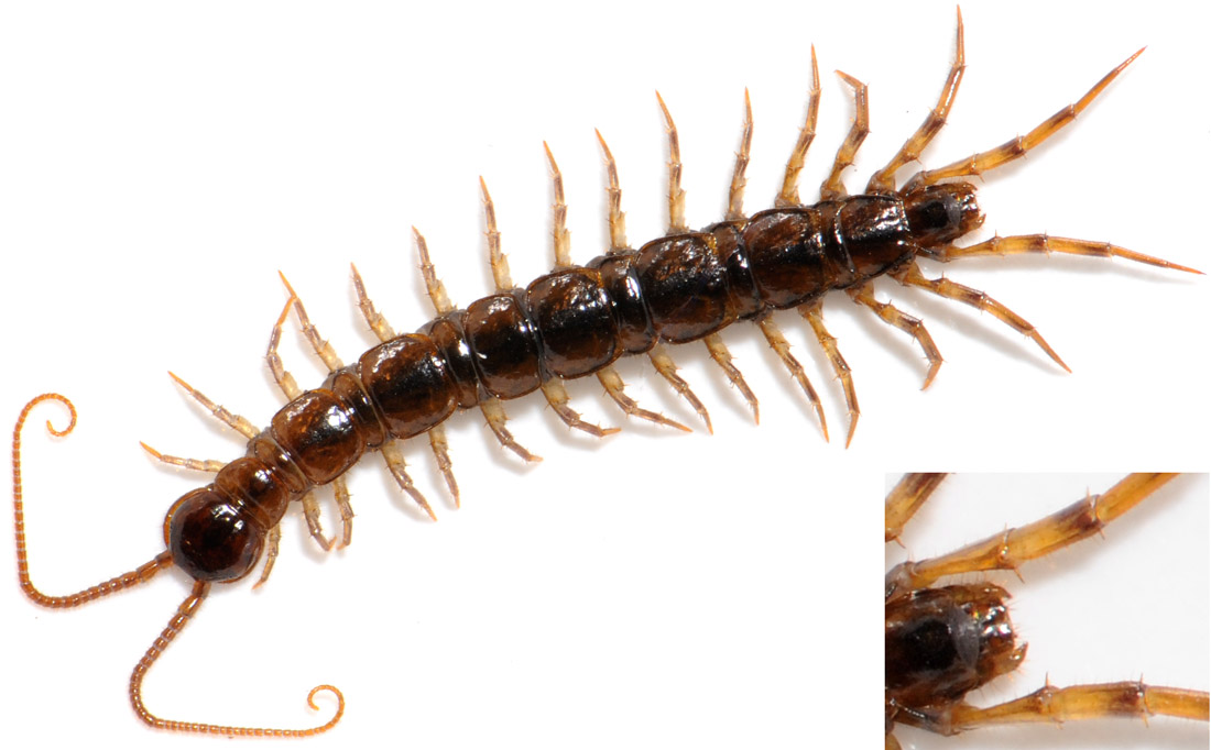 Réf. 51739 — CHILOPODA > Lithobiomorpha > Lithobiidae > Lithobius ...