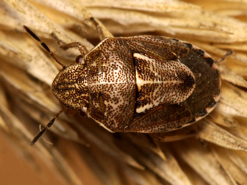 Réf. 51044 — INSECTA > Heteroptera > Pentatomidae > Neottiglossa ...