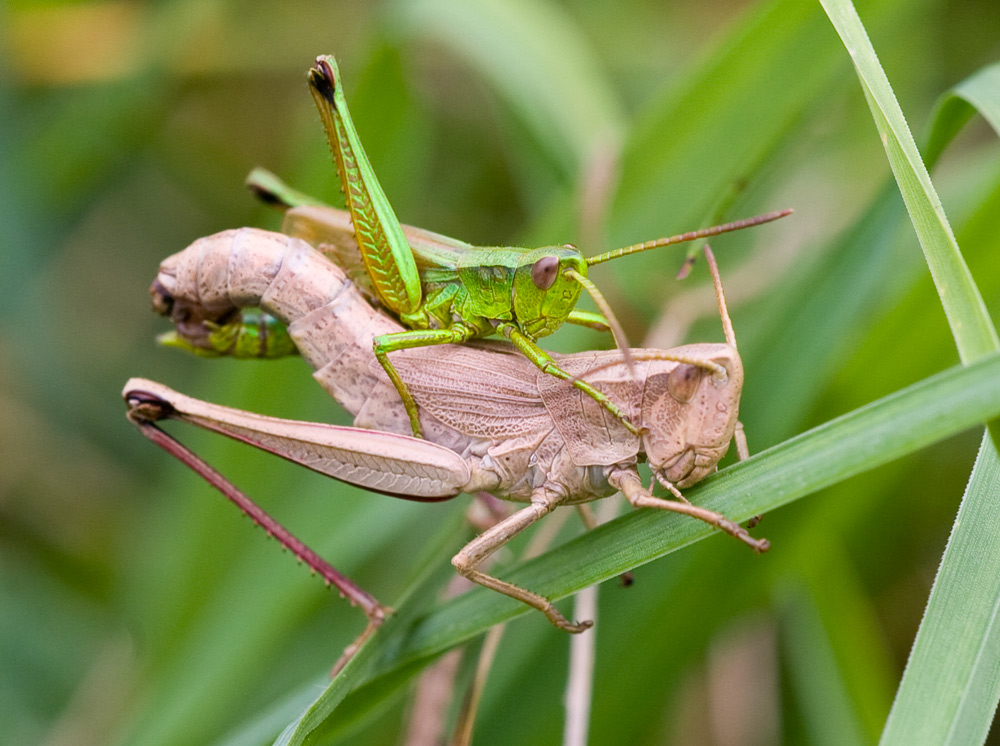 Réf. 52792 — INSECTA > Orthoptera > Acrididae > Chrysochraon dispar ...