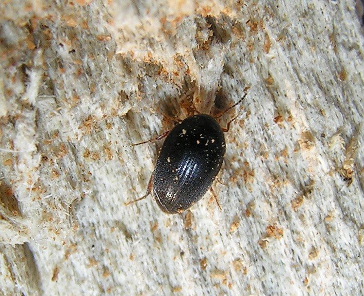 Réf. 52539 — INSECTA > Coleoptera > Eucinetidae > Eucinetus ...