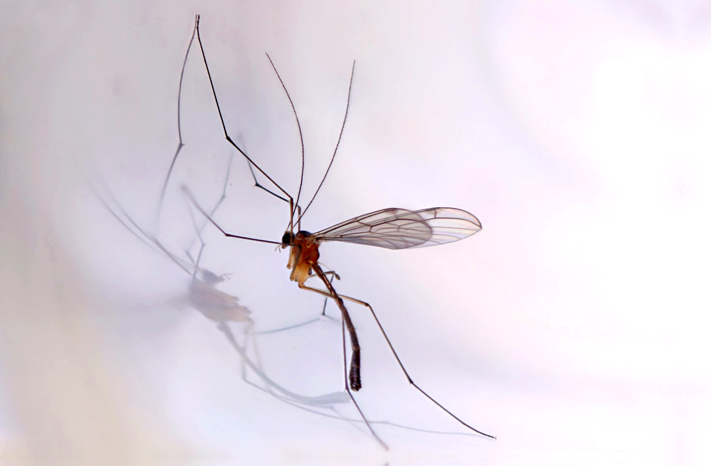 Réf. 52362 — INSECTA > Diptera > Bolitophilidae > Bolitophila ...