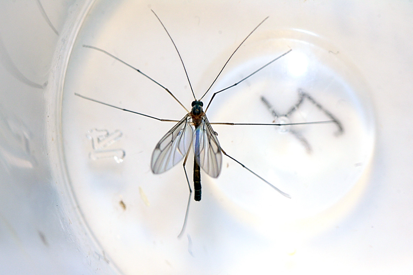 Réf. 52363 — INSECTA > Diptera > Bolitophilidae > Bolitophila ...