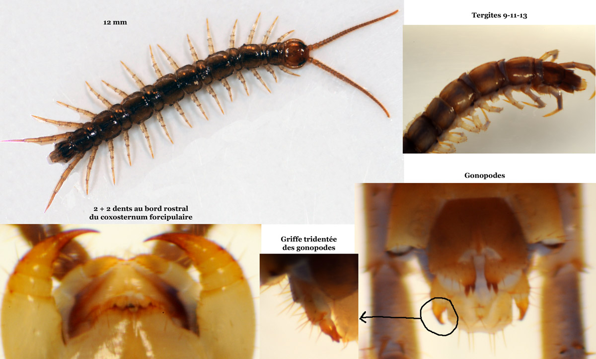 Réf. 52099 — CHILOPODA > Lithobiomorpha > Lithobiidae > Lithobius ...