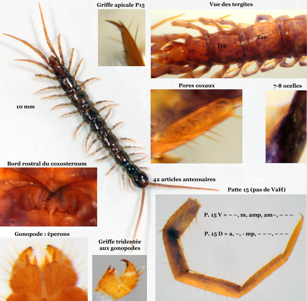 Réf. 52171 — CHILOPODA > Lithobiomorpha > Lithobiidae > Lithobius ...