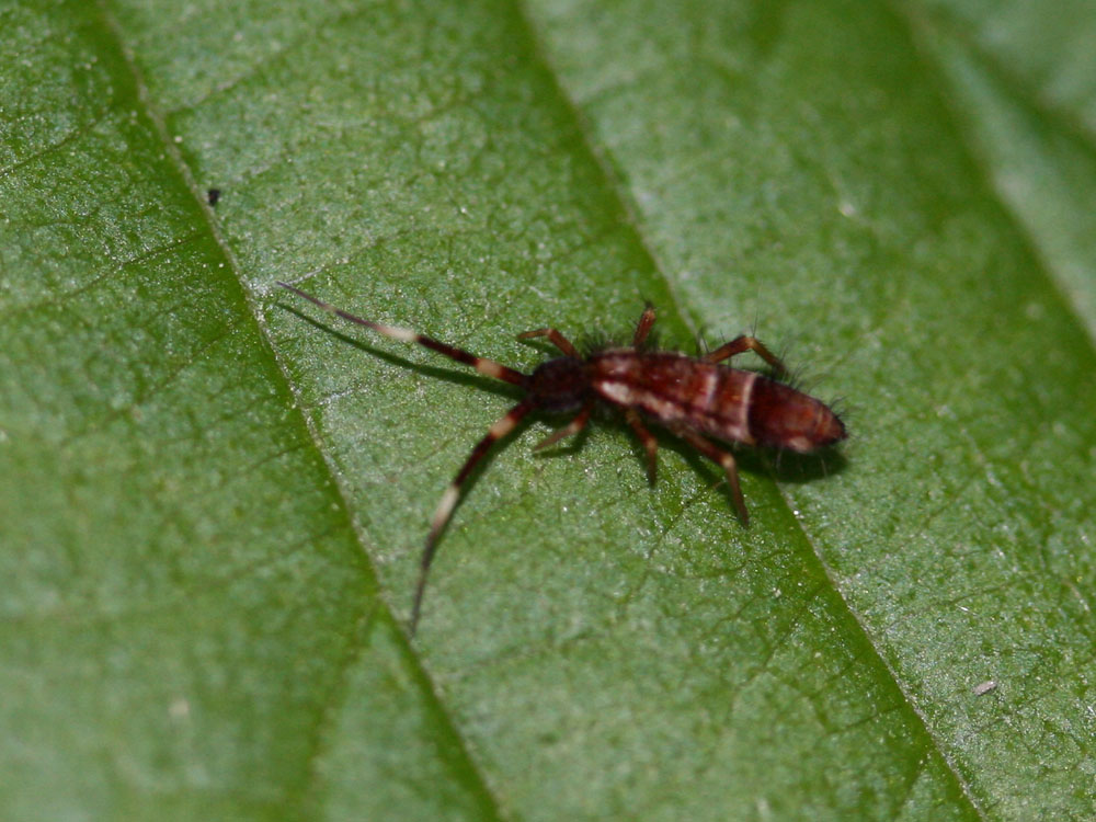 Réf. 52720 — ENTOGNATHA > Collembola > Entomobryidae > Orchesella ...