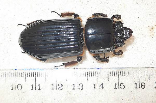 Réf. 52947 — INSECTA > Coleoptera > Passalidae > Passalus (Passalus ...