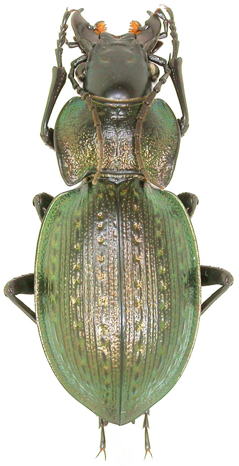 Réf. 53540 — INSECTA > Coleoptera > Carabidae > Carabus (Mesocarabus ...