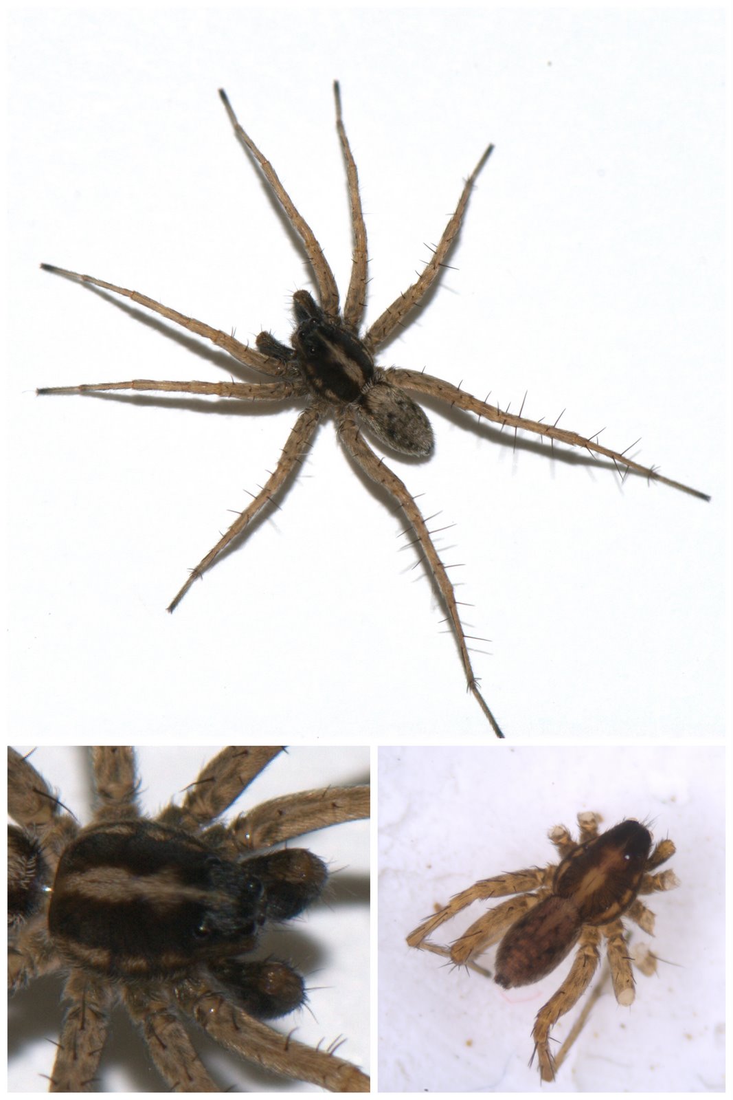 Réf. 53563 — ARACHNIDA > Araneae > Lycosidae > Pardosa agrestis - www ...