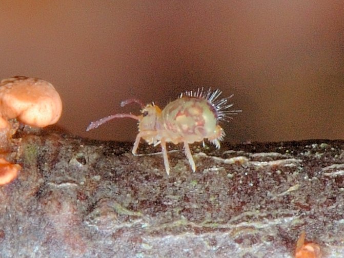 Réf. 53210 — ENTOGNATHA > Collembola > Dicyrtomidae > Dicyrtomina ...
