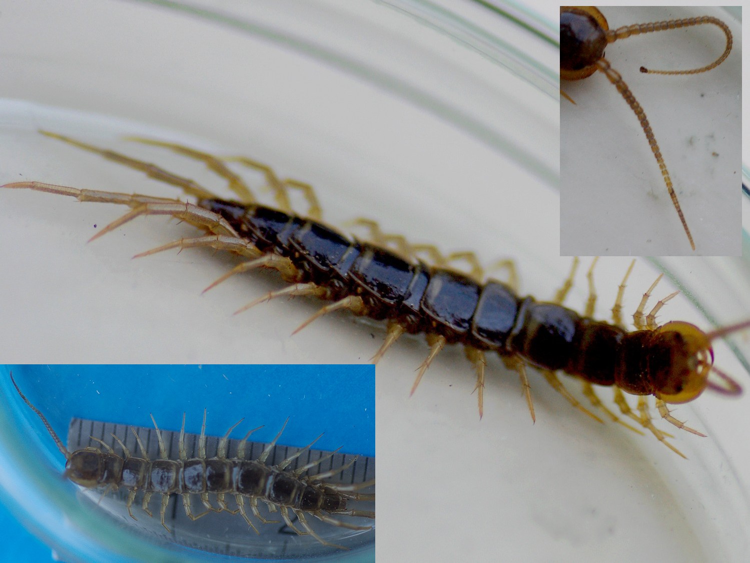 Lithobius (Lithobius) forficatus (Chilopoda, Lithobiomorpha ...