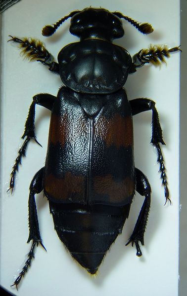 Réf. 53884 — INSECTA > Coleoptera > Silphidae > Nicrophorus ...